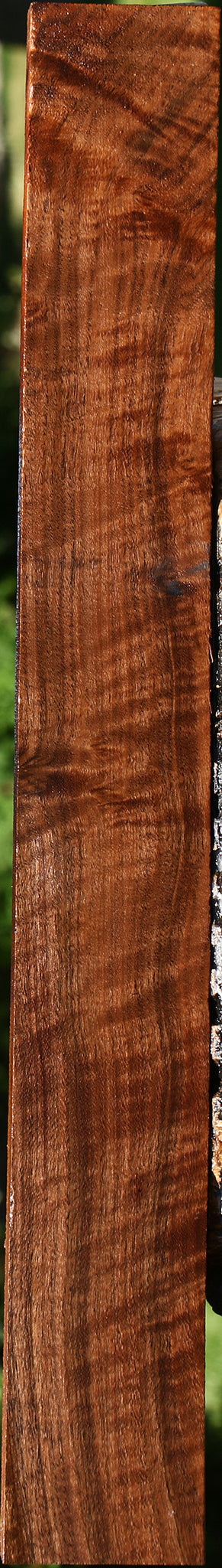 Walnut, Claro – Cook Woods