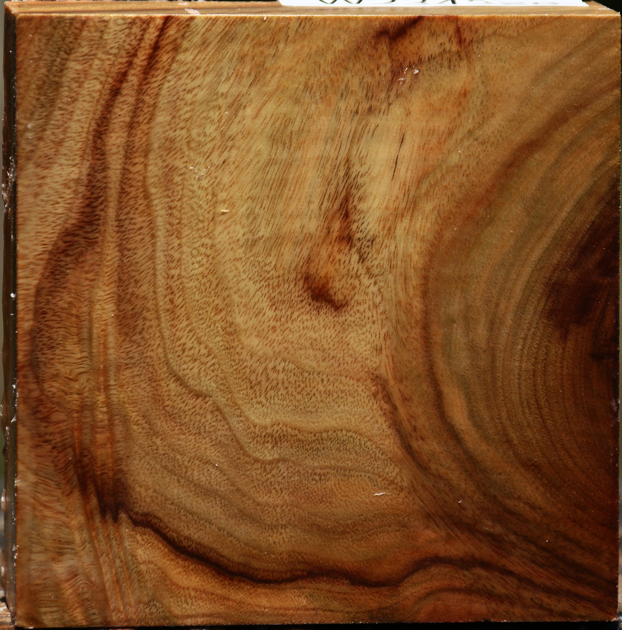 Camphor Bowl Blank – Cook Woods