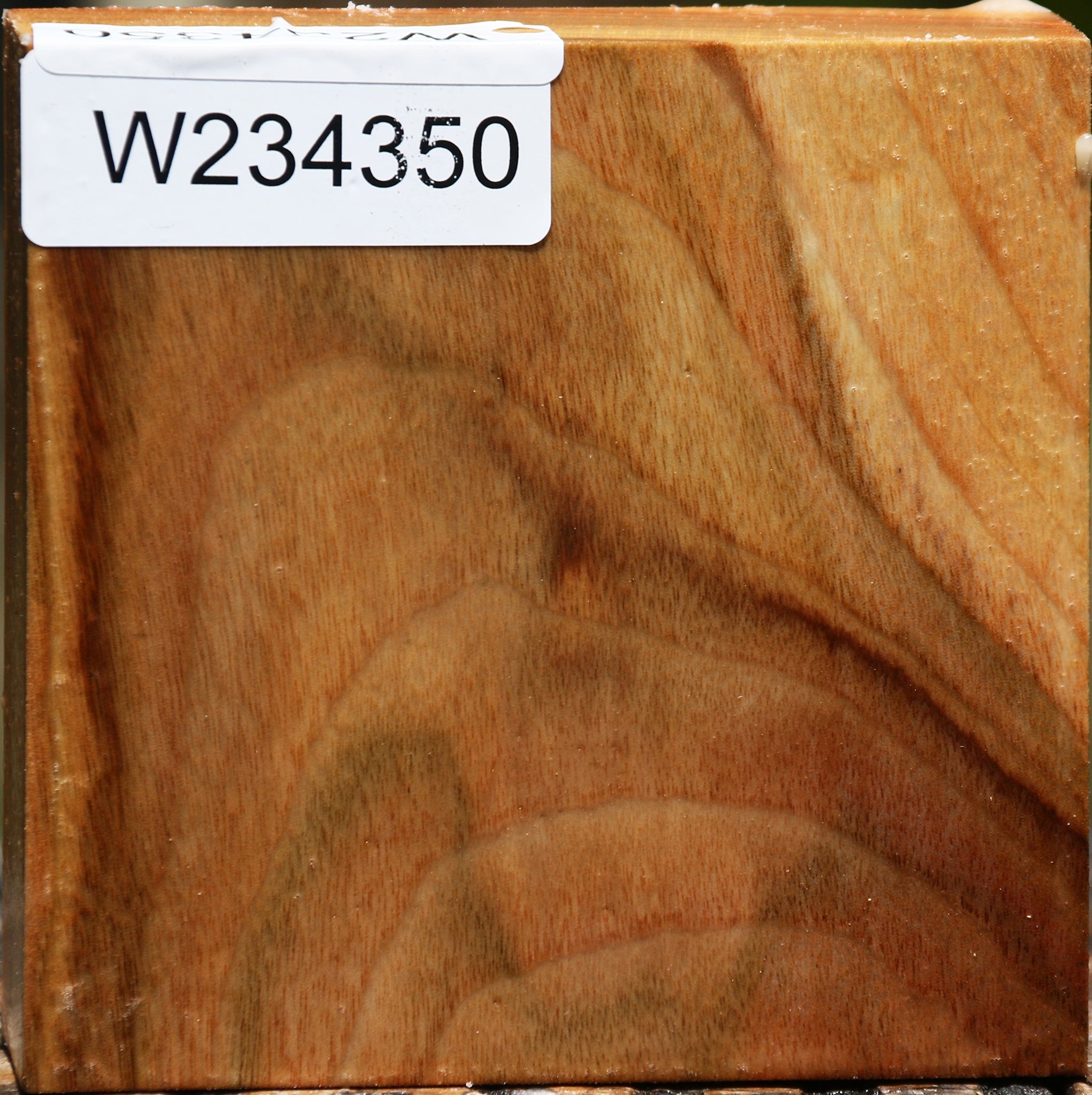 Camphor Bowl Blank – Cook Woods