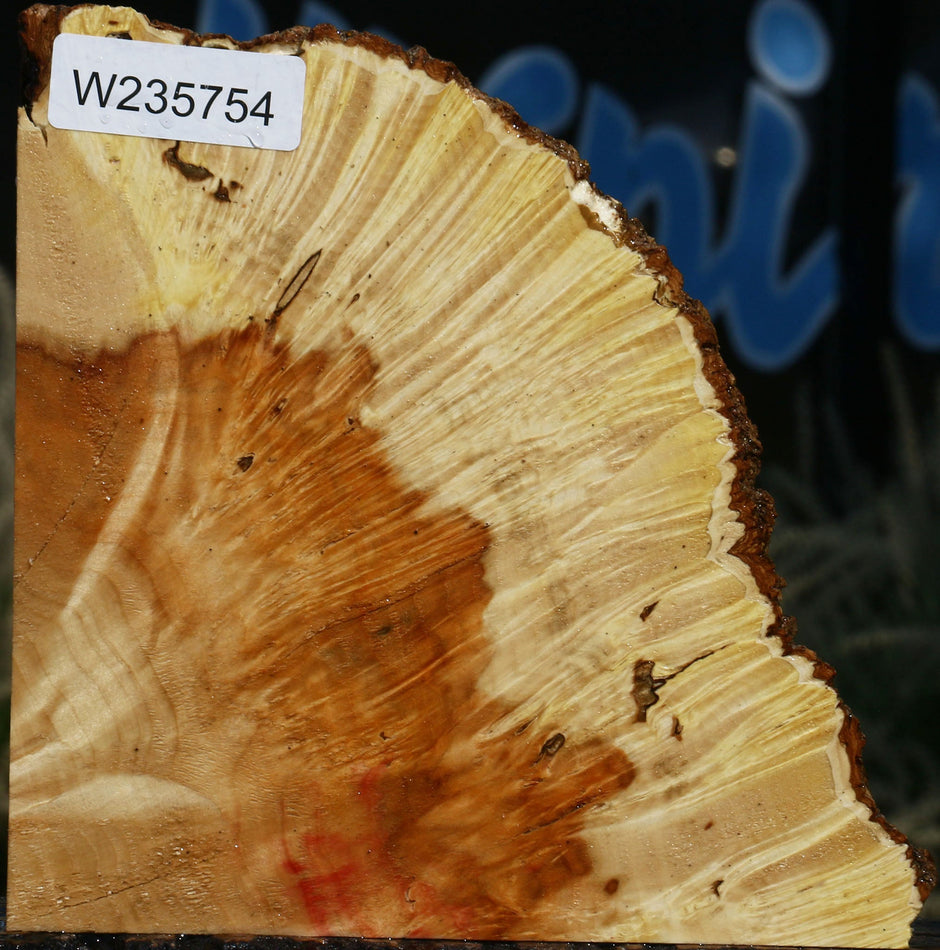 Box Elder – Cook Woods