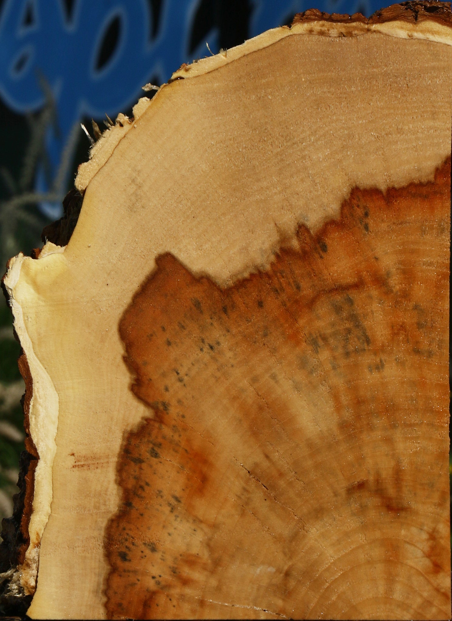 Box Elder – Cook Woods