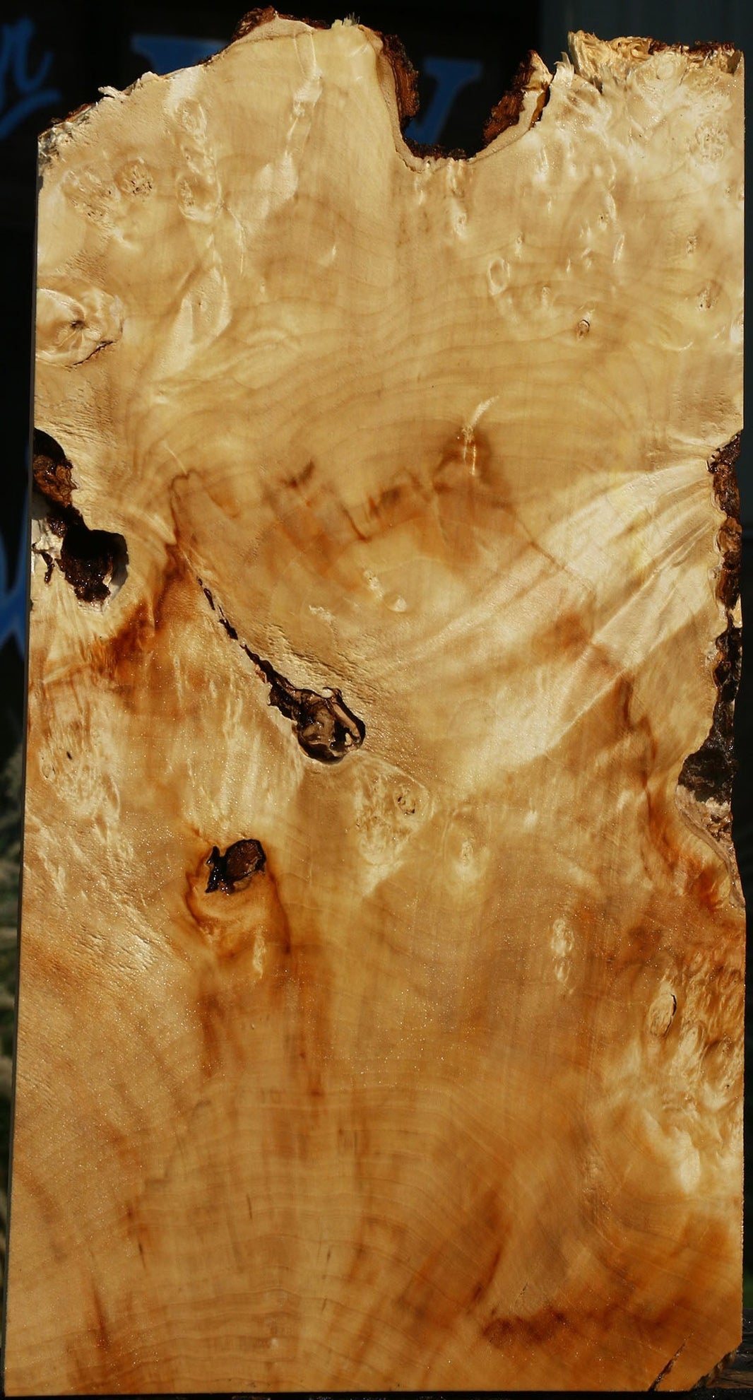 Box Elder – Cook Woods