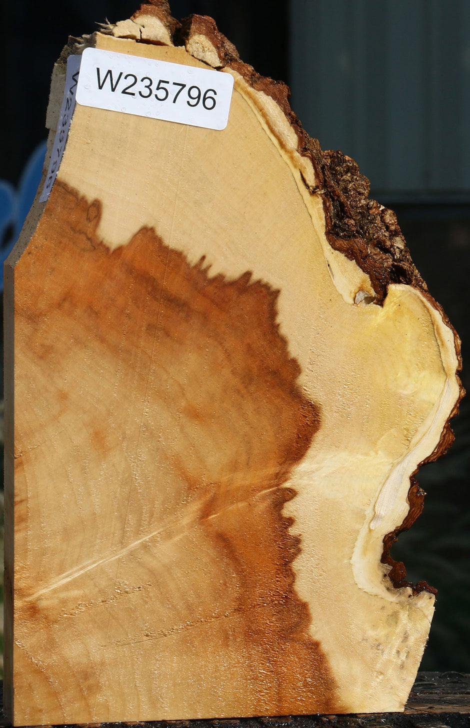 Box Elder – Cook Woods