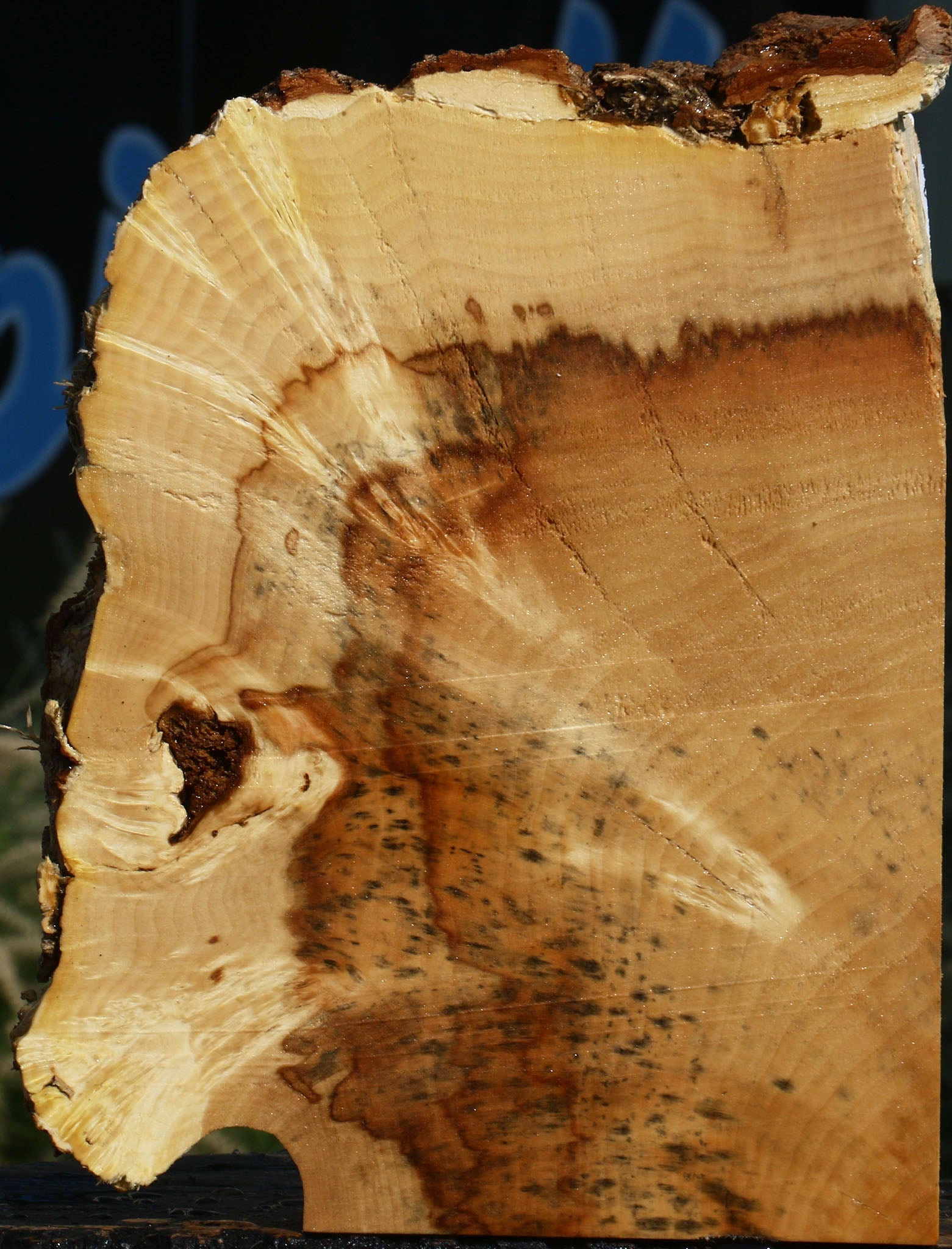 Box Elder – Cook Woods