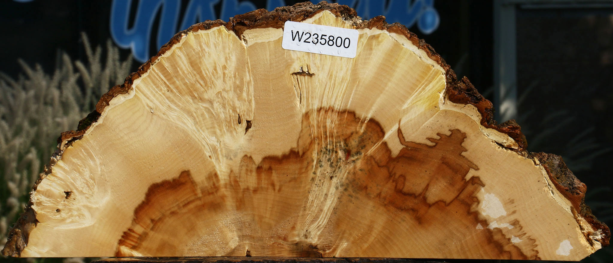 Box Elder Burl Slice – Cook Woods