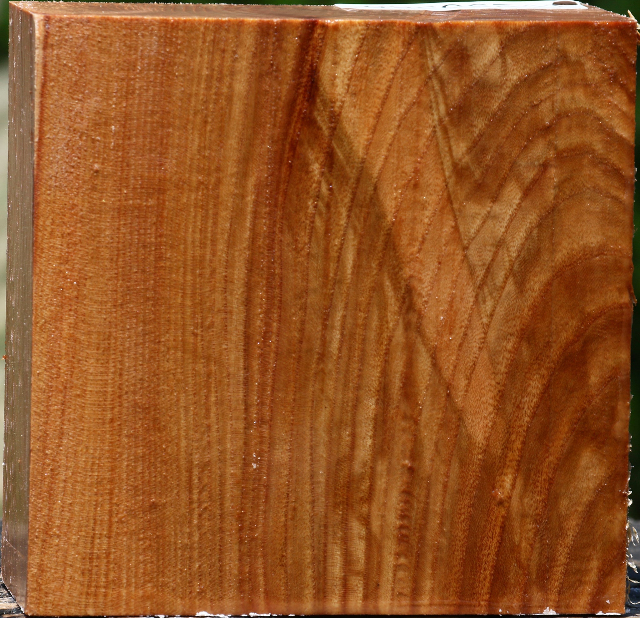 Chinese Elm Bowl Blank – Cook Woods