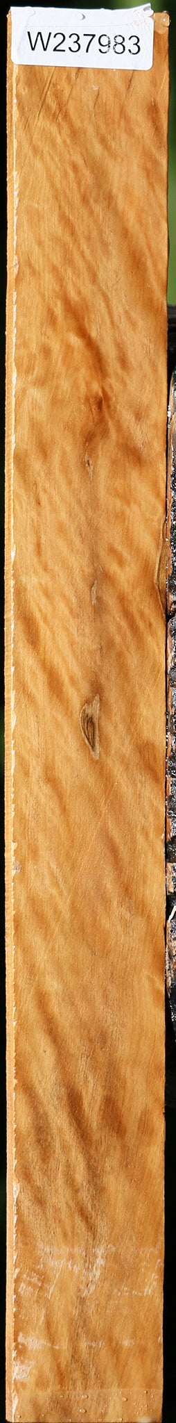 Boxwood, Castello – Cook Woods