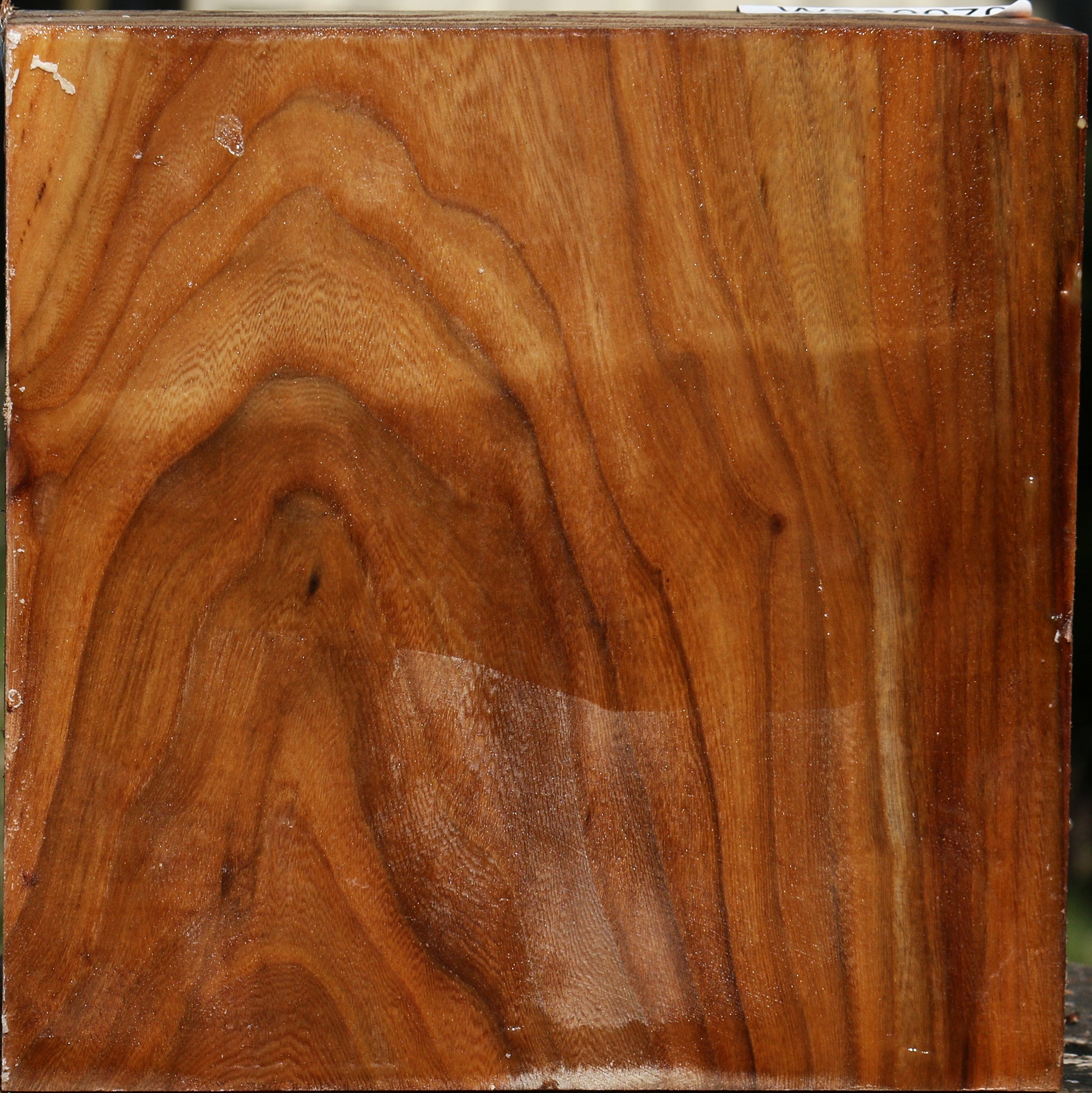 Elm Bowl Blank – Cook Woods