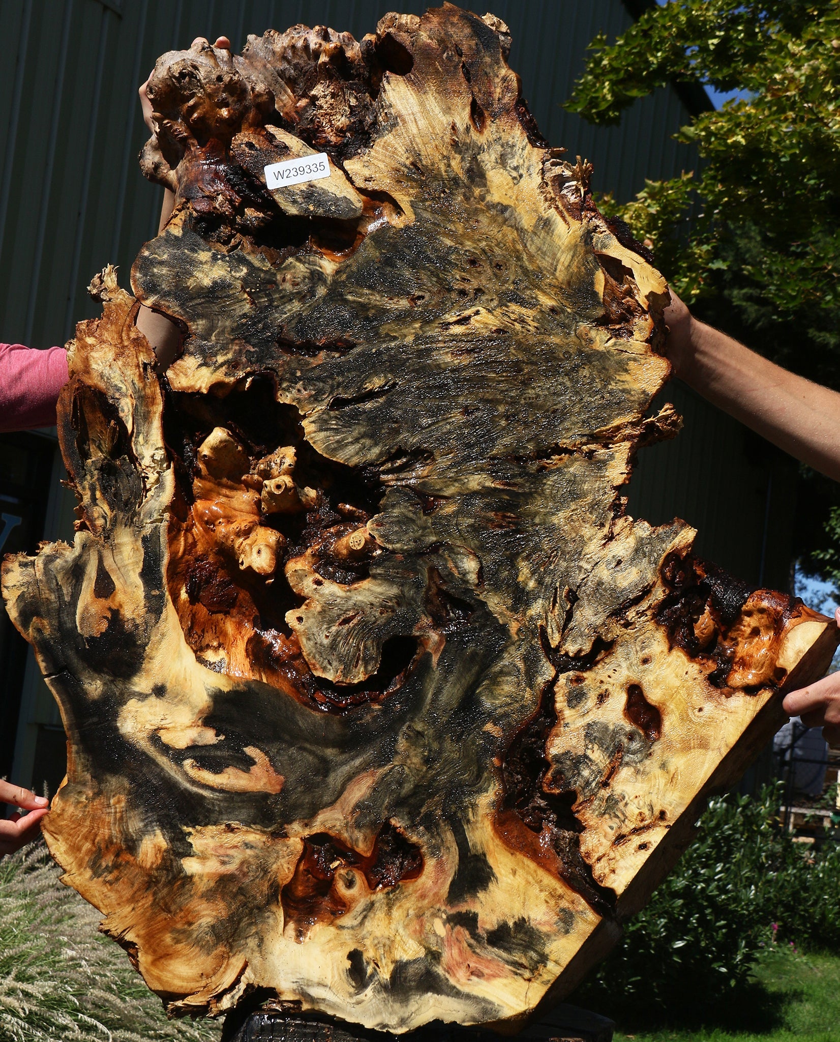 Buckeye Burl Cookie (Free Shipping Excluded) – Cook Woods