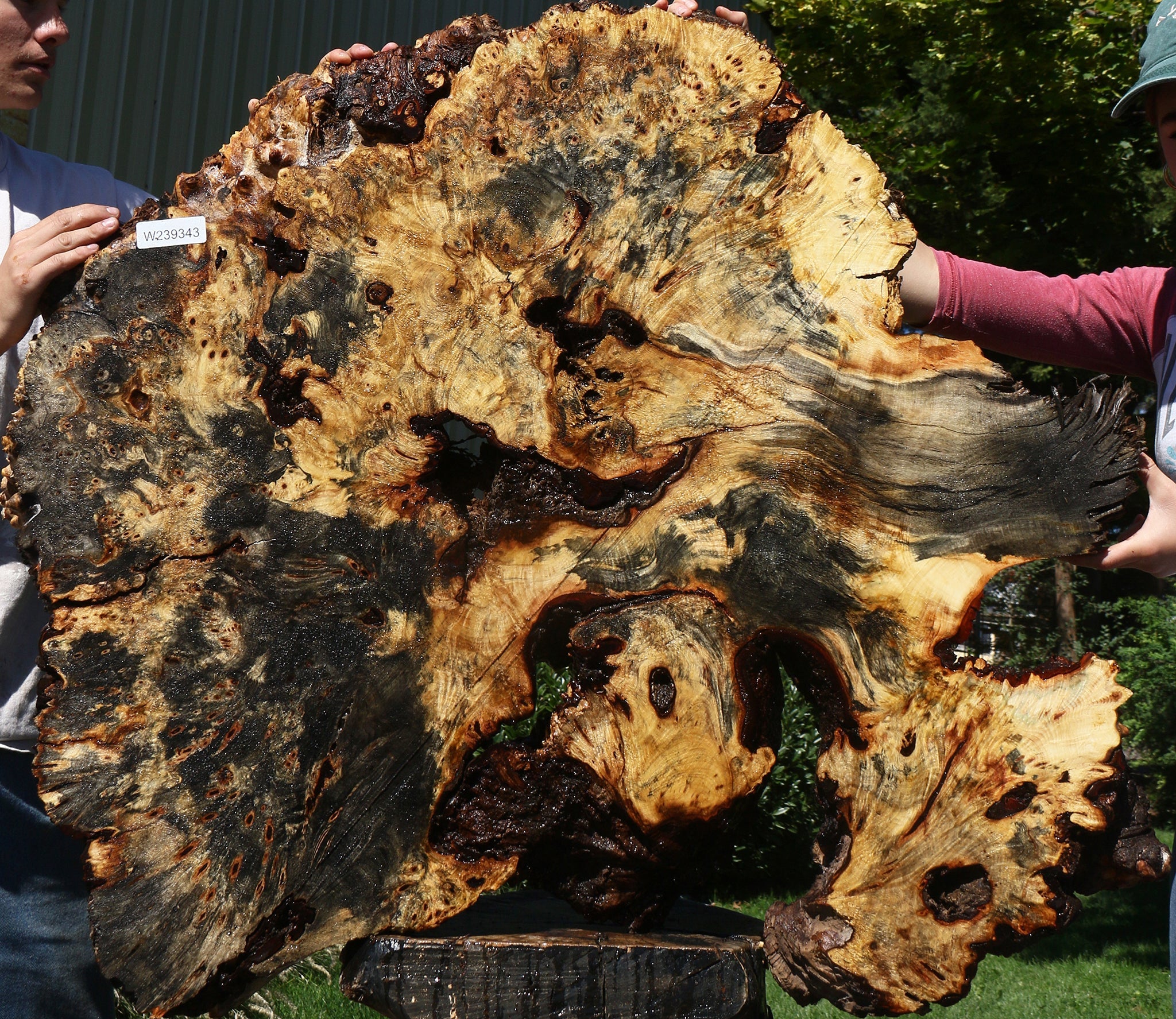 Buckeye Burl – Cook Woods