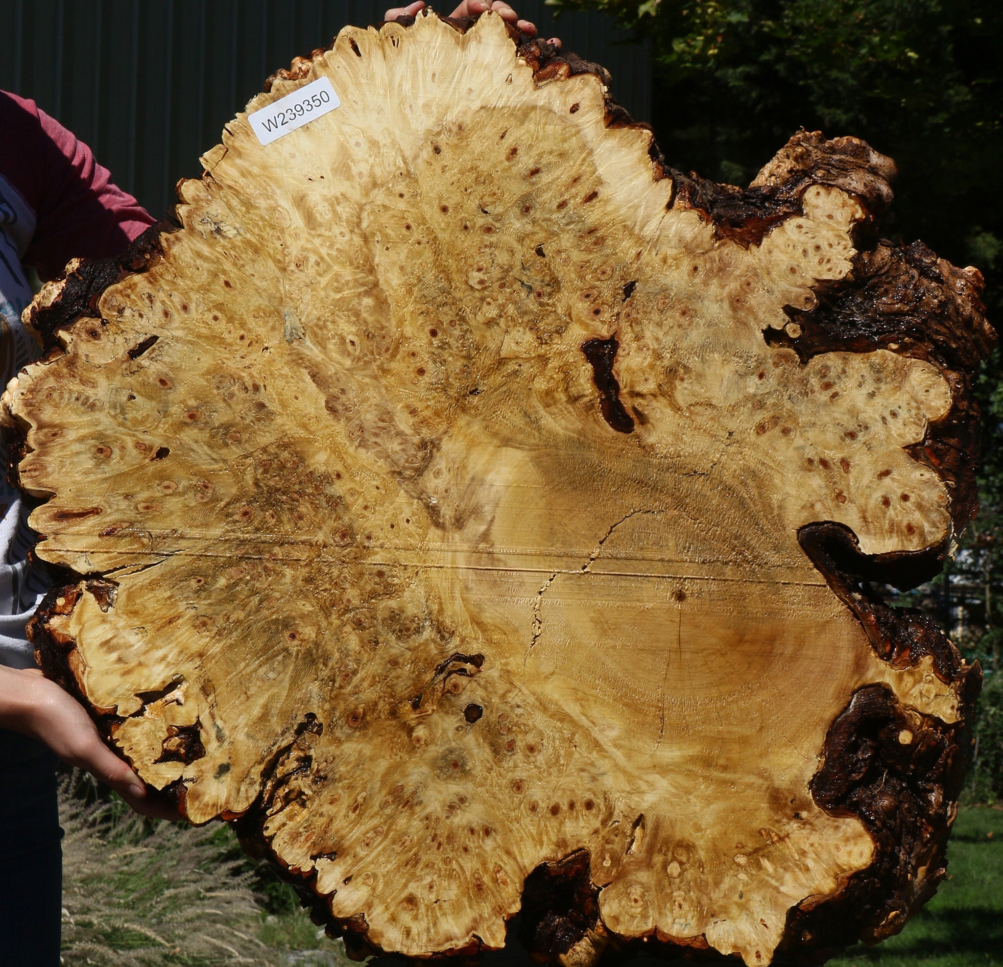 Buckeye Burl Cookie (Free Shipping Excluded) – Cook Woods