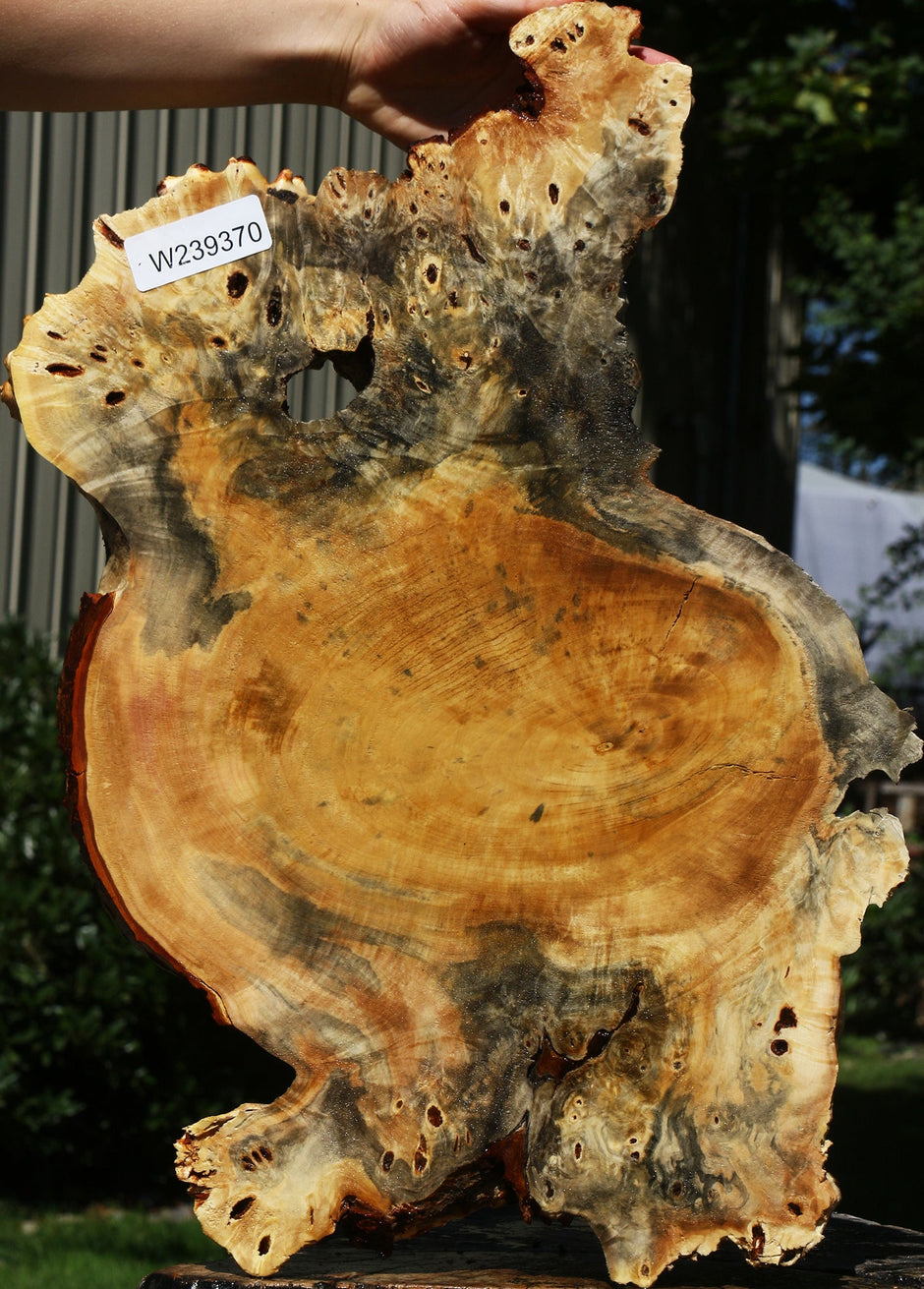 Buckeye Burl – Cook Woods