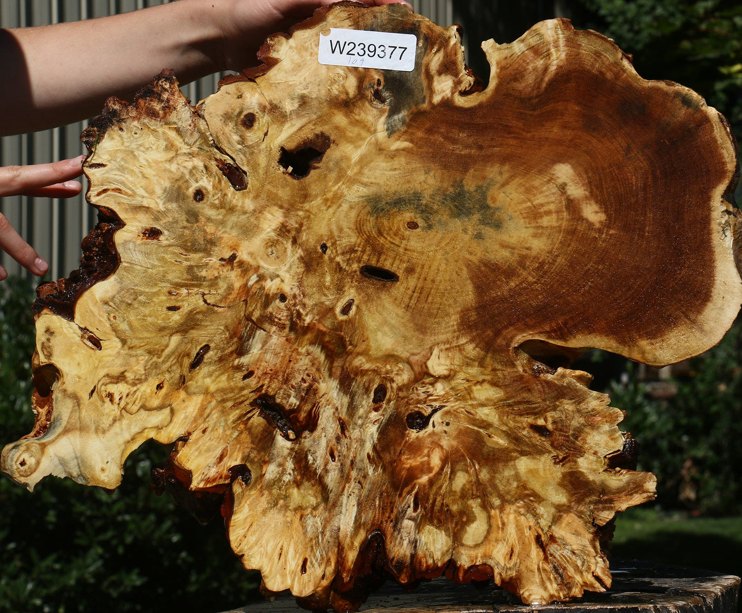 Buckeye Burl Cookie – Cook Woods
