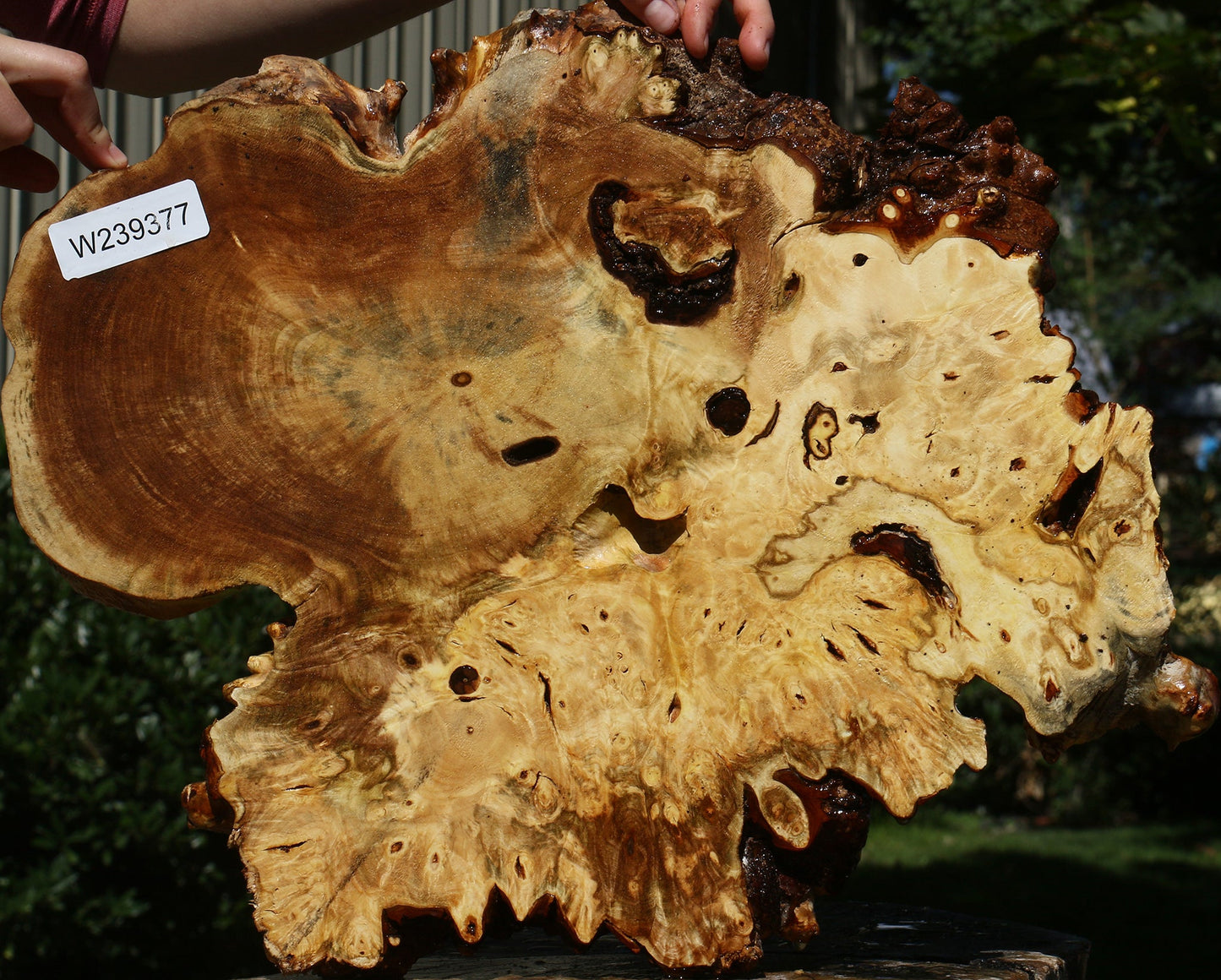Buckeye Burl Cookie – Cook Woods