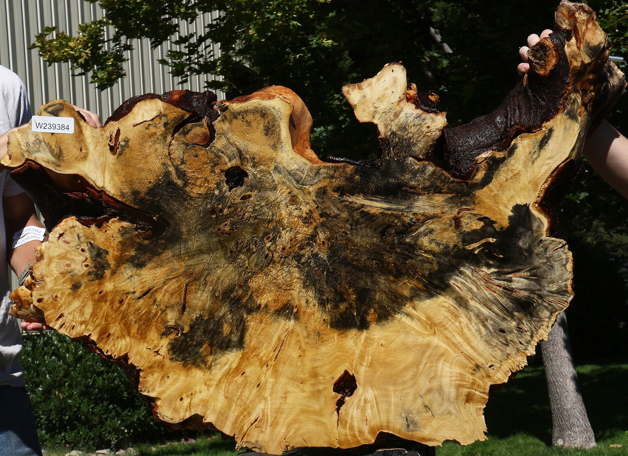 Buckeye Burl Cookie (Free Shipping Excluded) – Cook Woods
