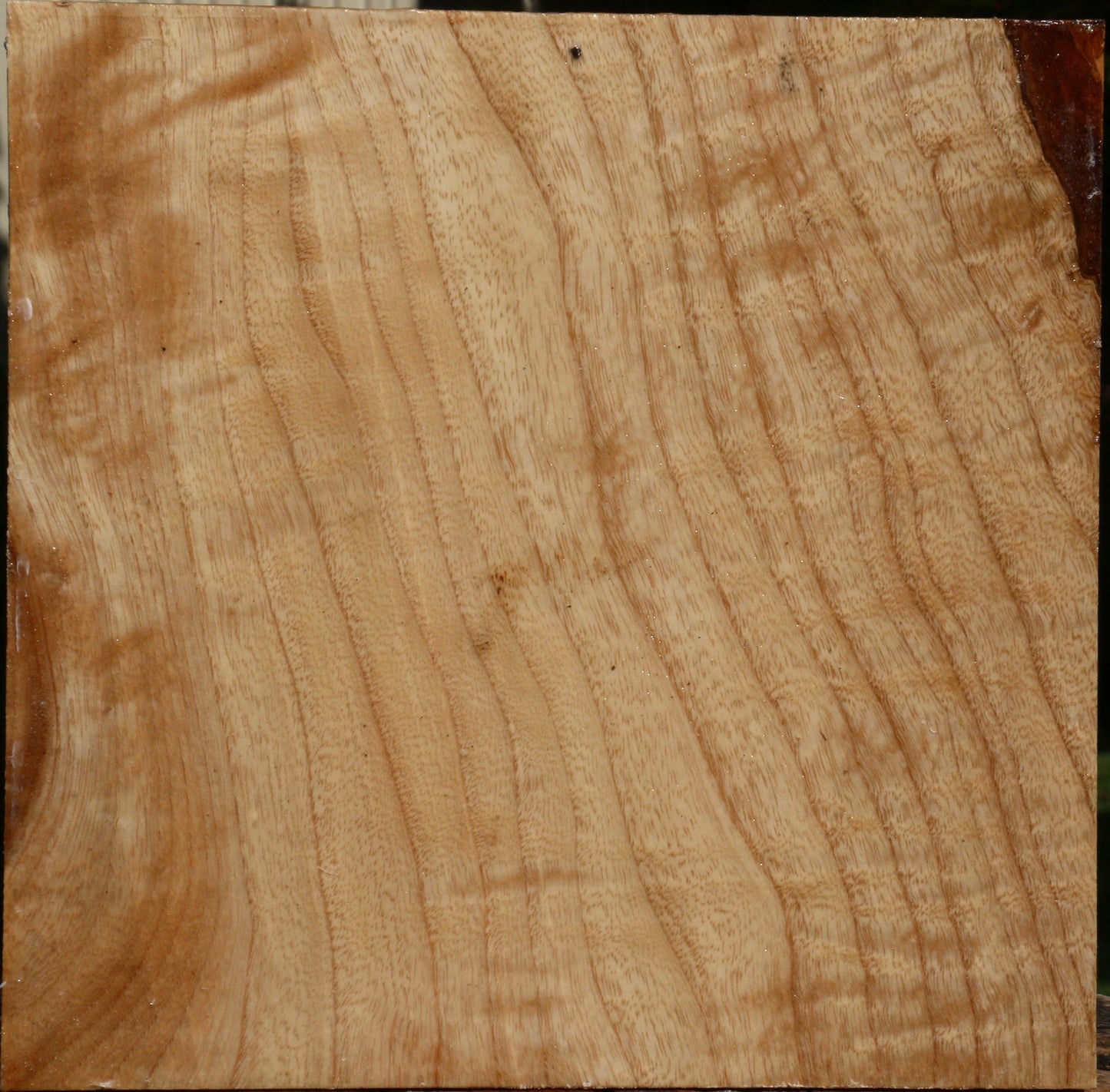 Modesto Ash Bowl Blank – Cook Woods