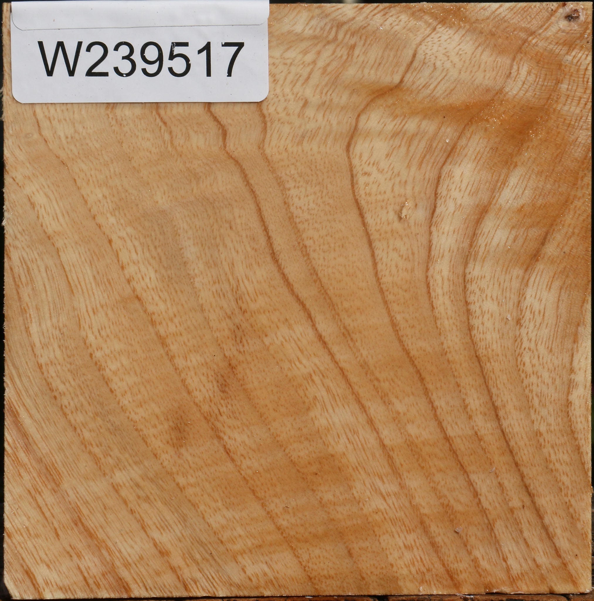 Figured Modesto Ash Bowl Blank – Cook Woods
