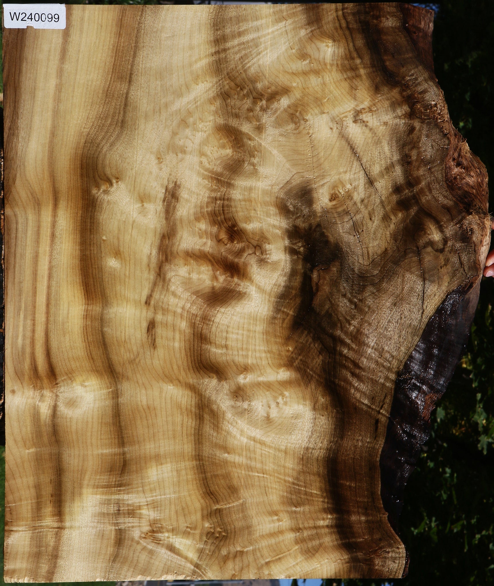 Myrtle – Cook Woods