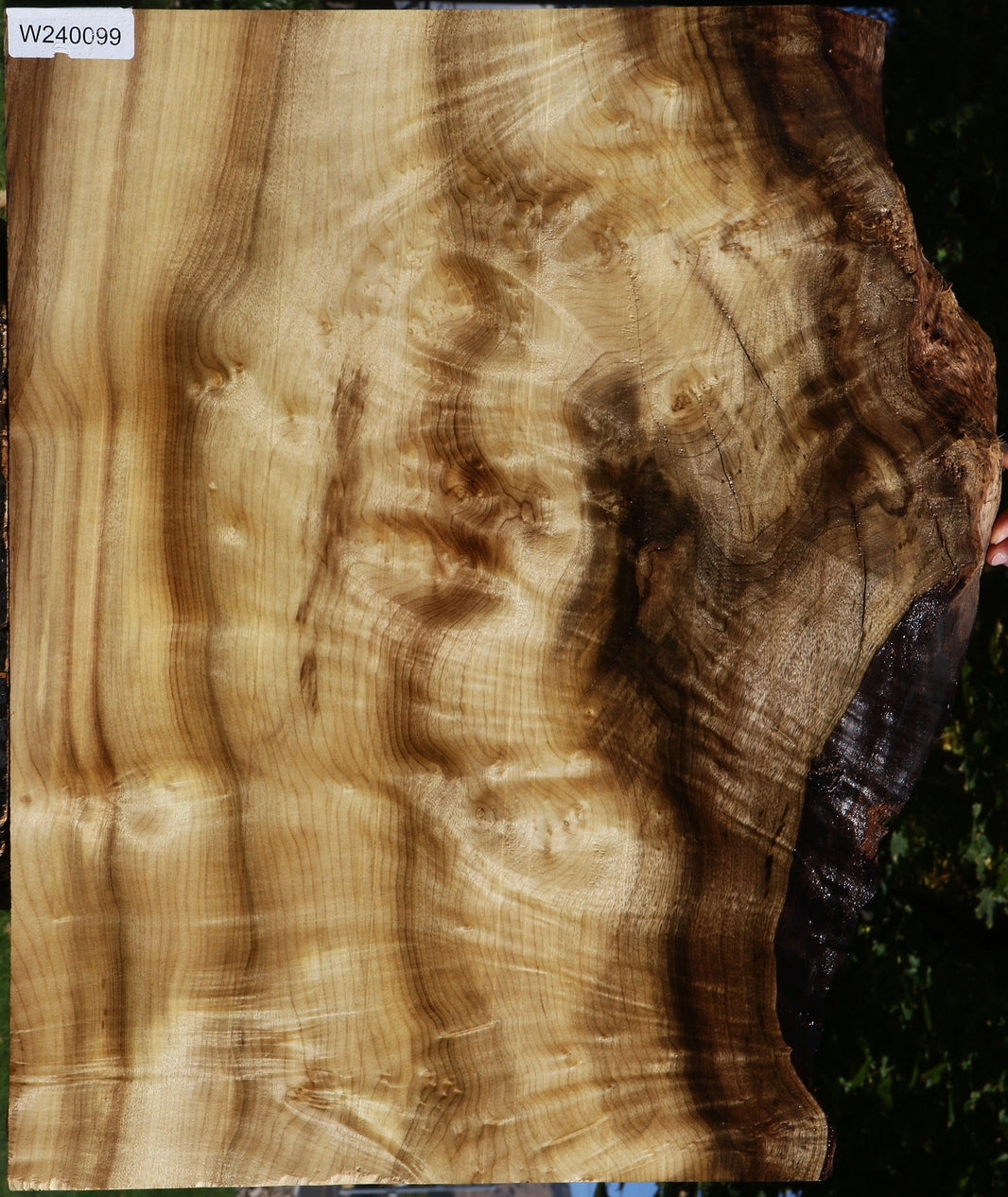 Myrtle – Cook Woods
