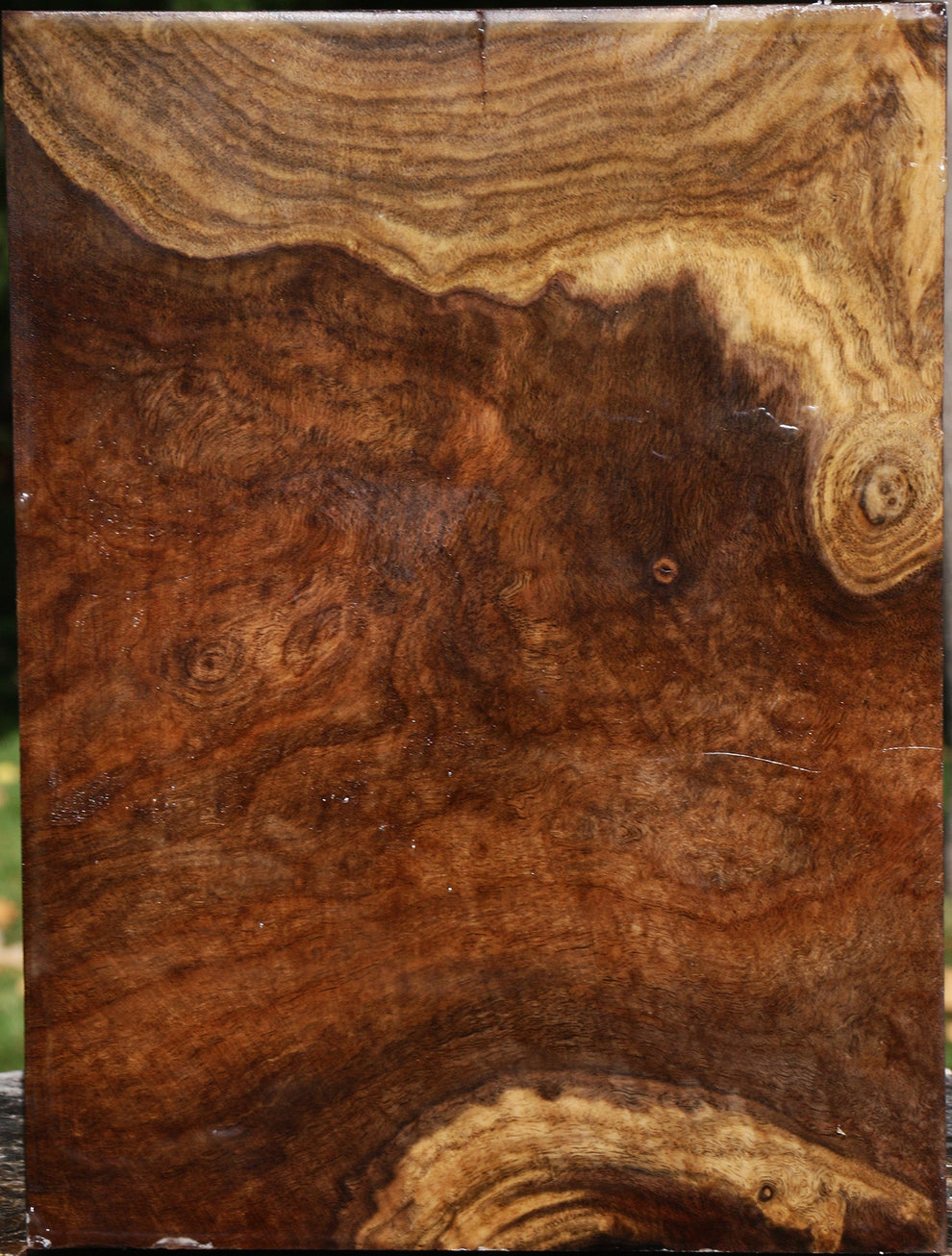 Claro Walnut Vessel Blank – Cook Woods