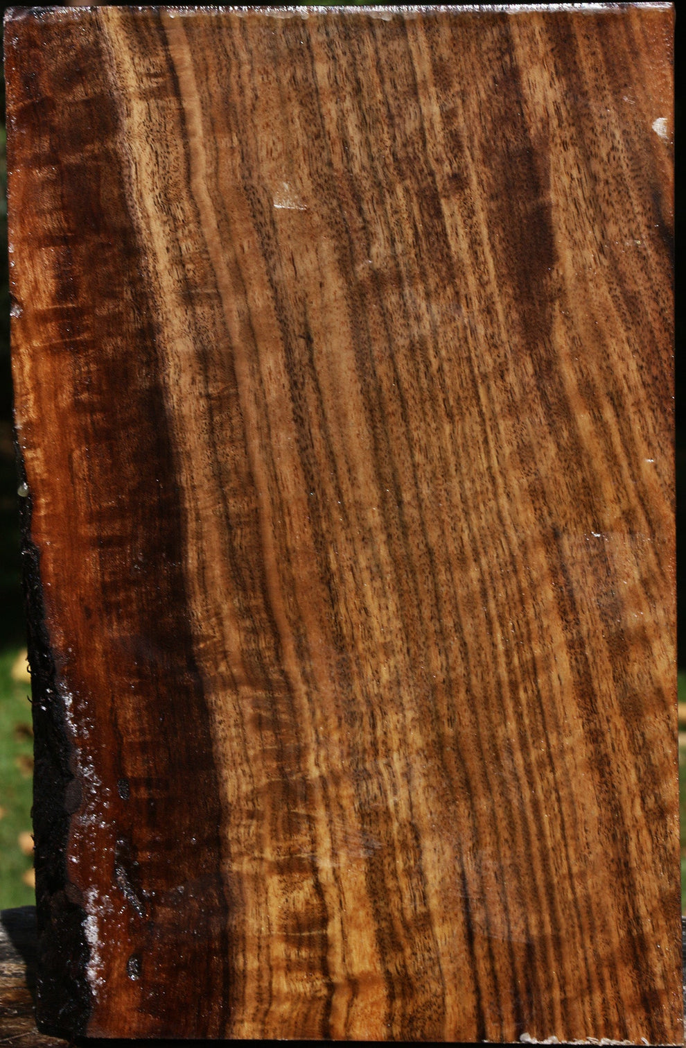 Claro Walnut Vessel Blank – Cook Woods