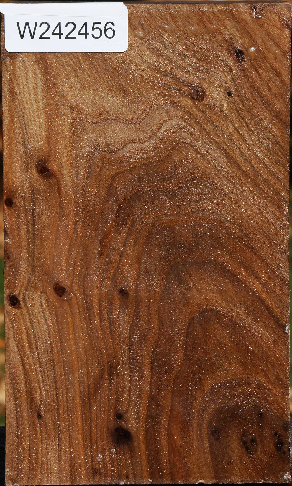 Elm Vessel Blank – Cook Woods