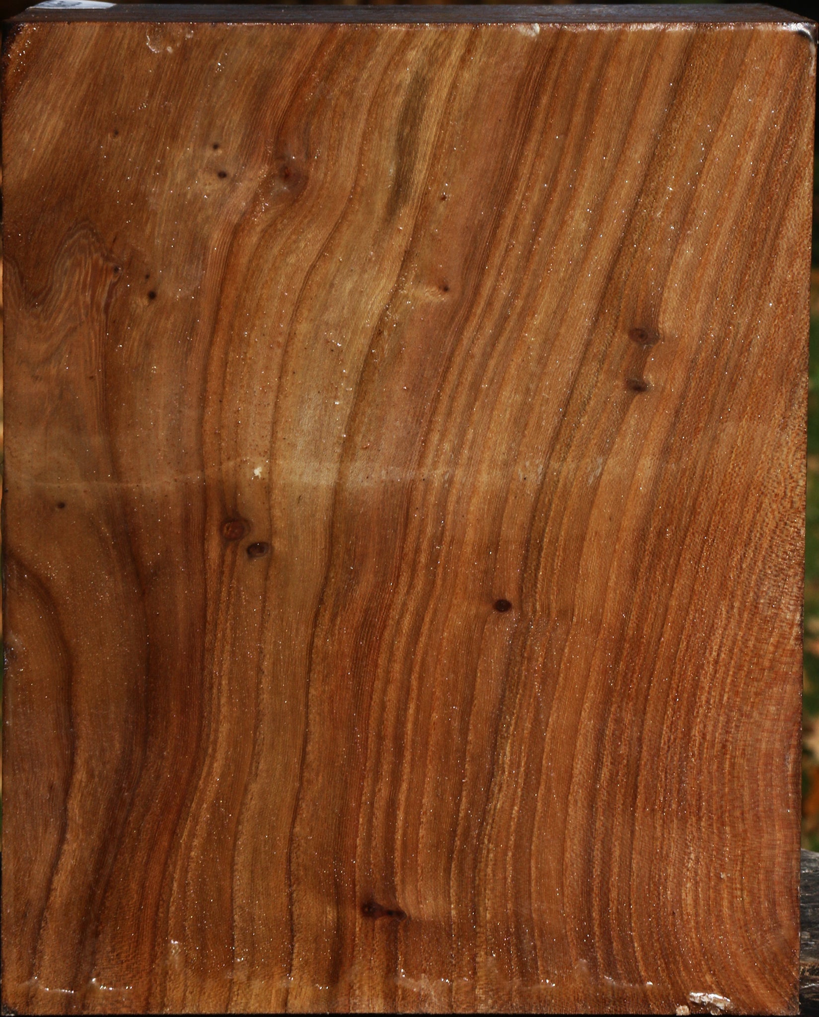 Elm Vessel Blank – Cook Woods