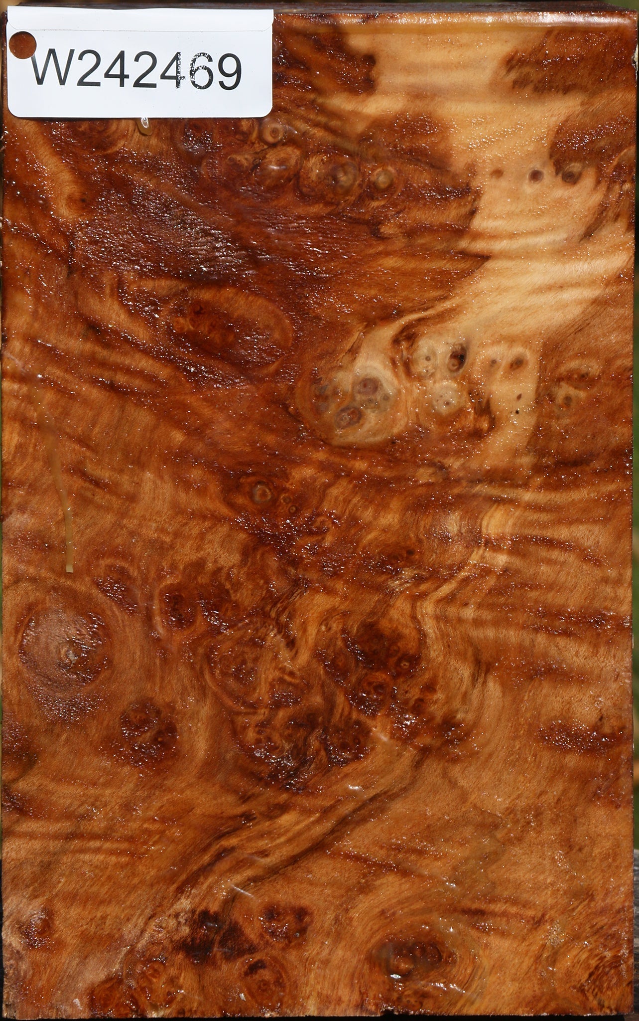 Maple Burl Vessel Blank – Cook Woods