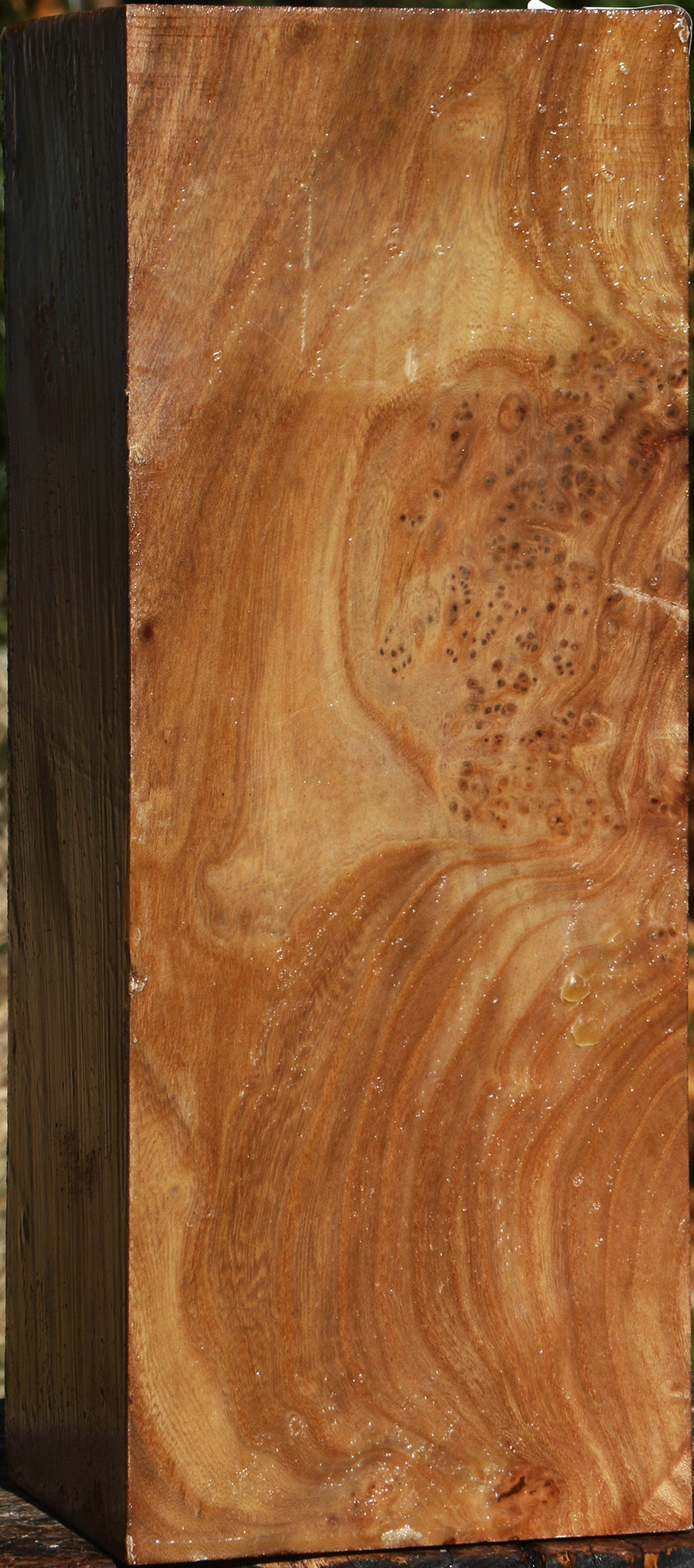 Elm Vessel Blank – Cook Woods