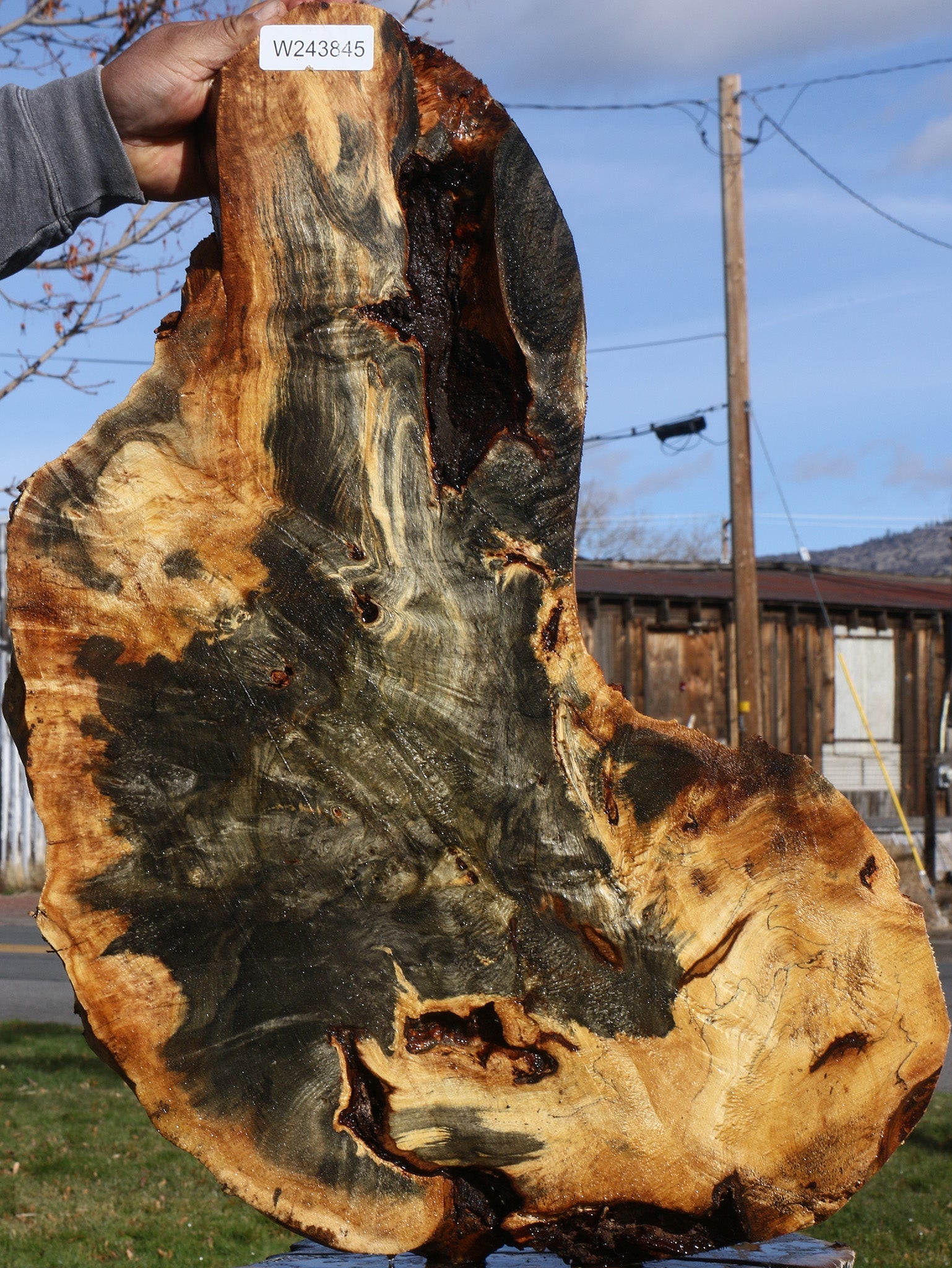Buckeye Burl – Cook Woods
