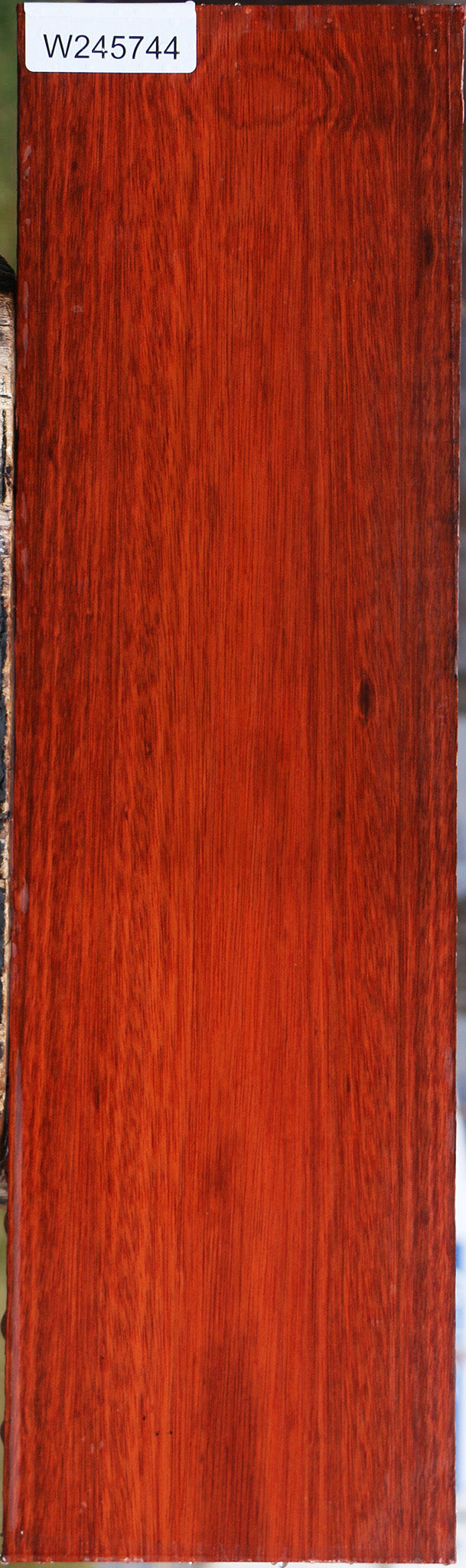 Bloodwood – Cook Woods