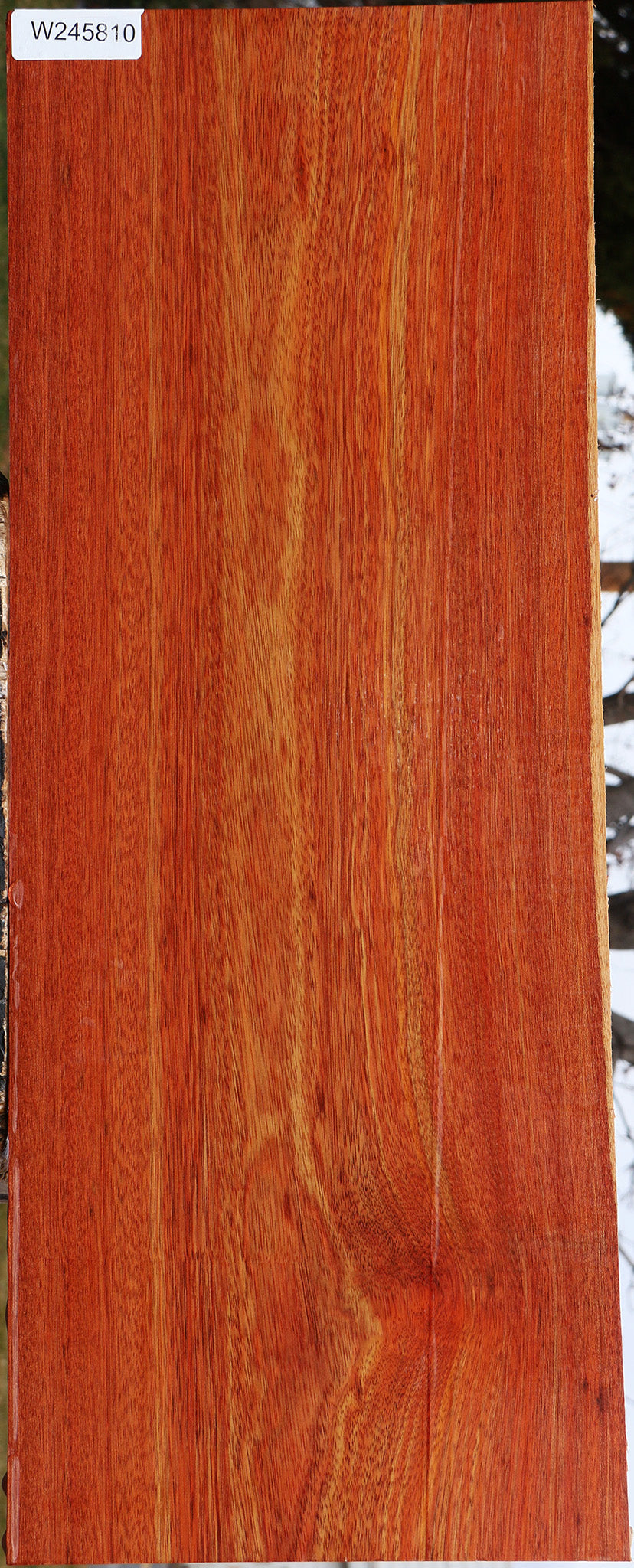 Bloodwood – Cook Woods