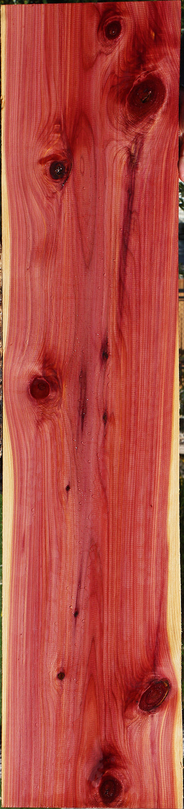 Eastern Red Cedar – Cook Woods