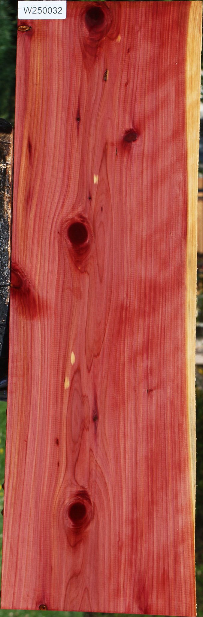 Eastern Red Cedar – Cook Woods