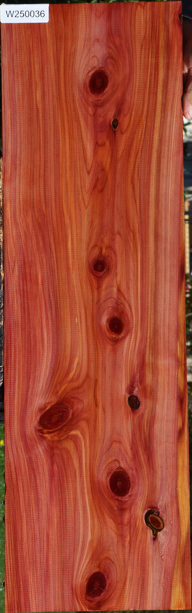 Eastern Red Cedar – Cook Woods