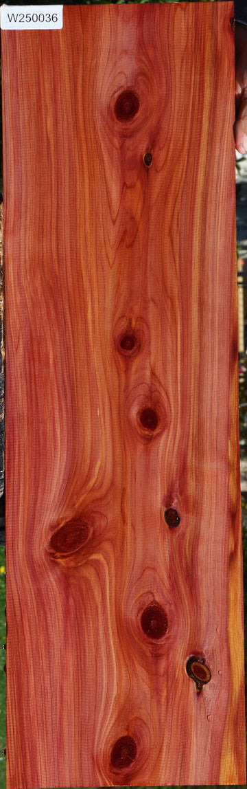 Eastern Red Cedar – Cook Woods