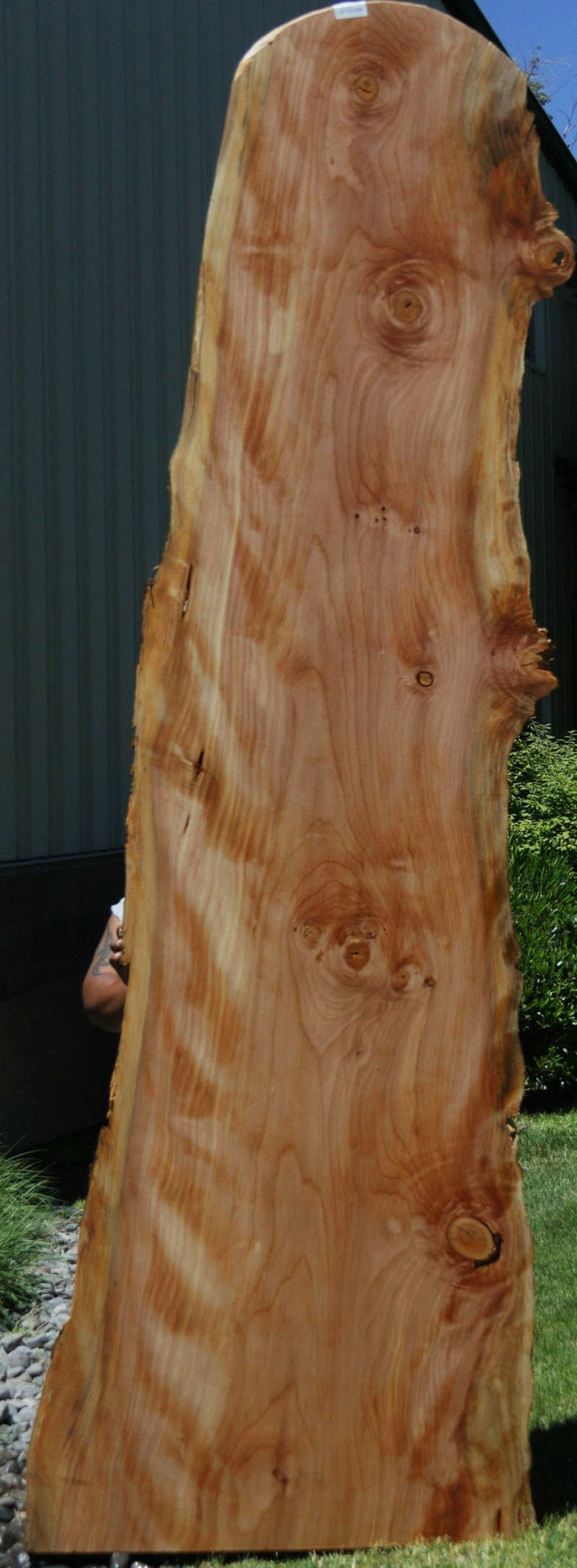 Sitka Spruce – Cook Woods