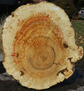 Box Elder – Cook Woods