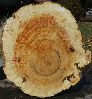 Box Elder – Cook Woods