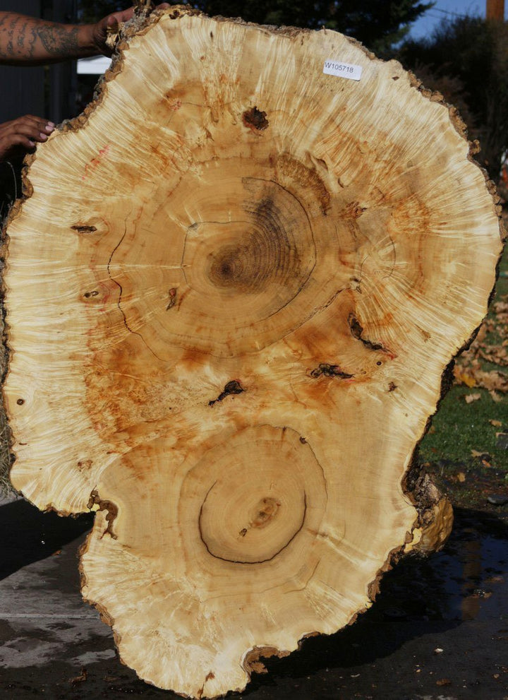 Box Elder – Cook Woods