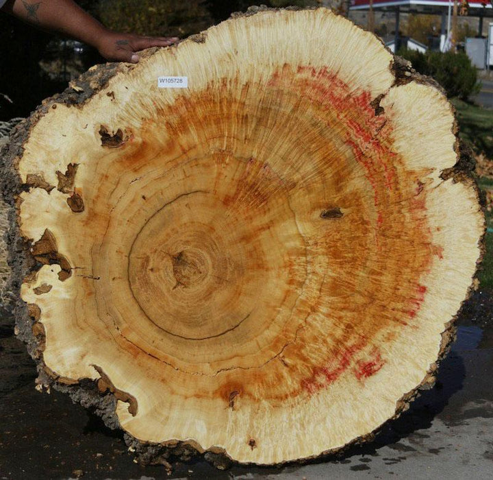 Box Elder – Cook Woods