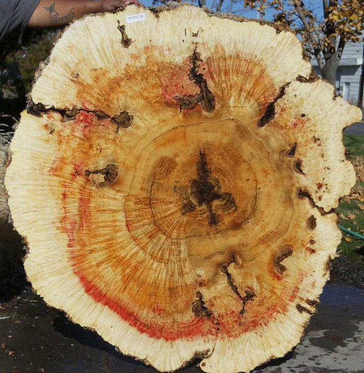 Box Elder – Cook Woods