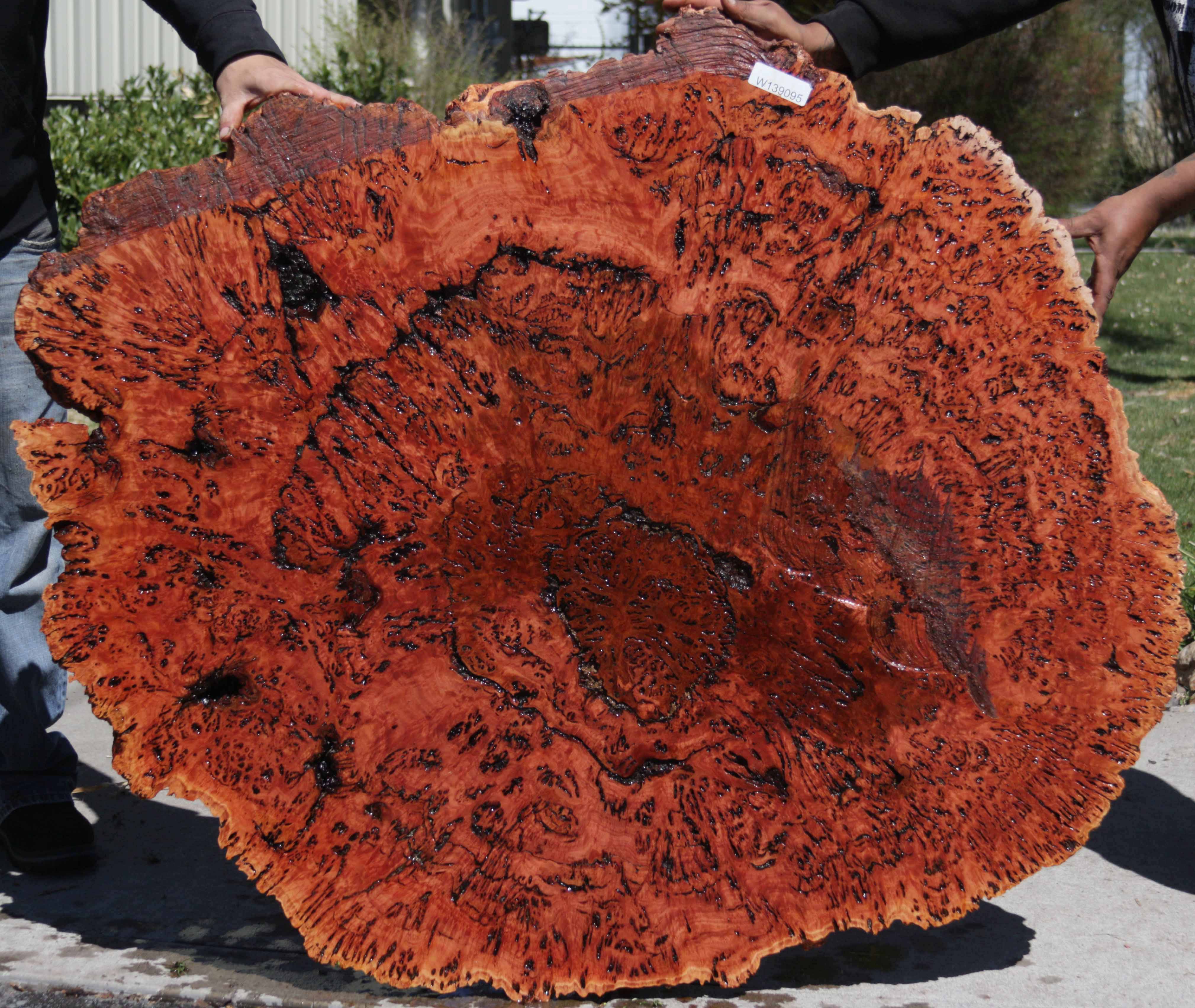 Red Gum – Cook Woods