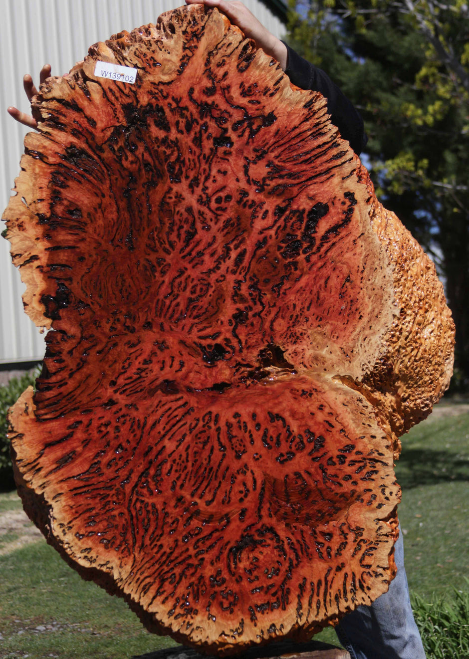 Red Gum – Cook Woods