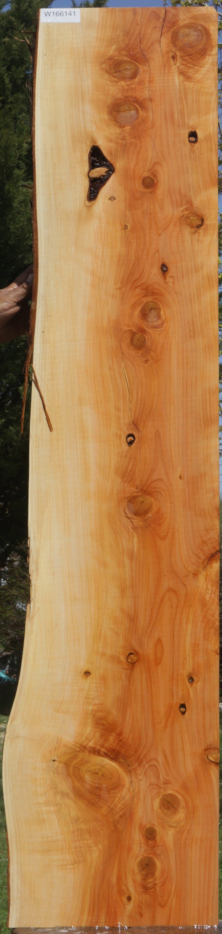 Juniper – Cook Woods