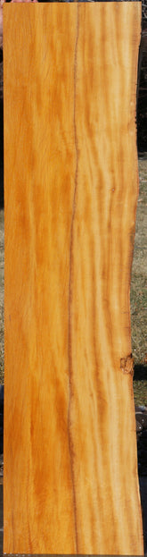 Angelique – Cook Woods