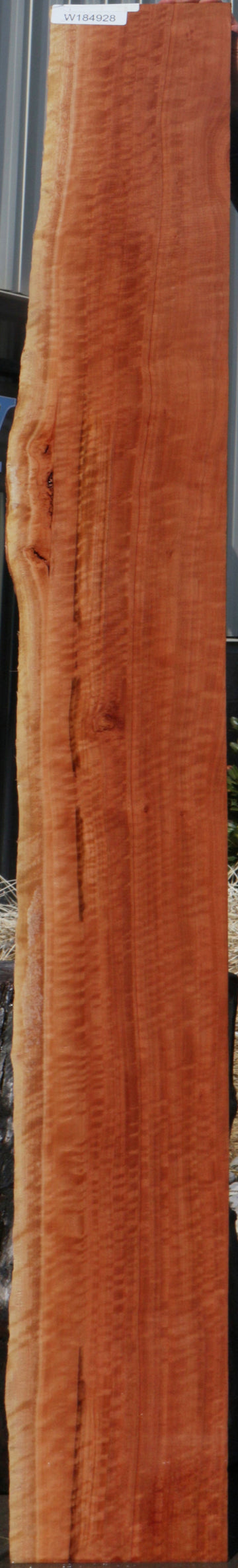 Red Gum – Cook Woods