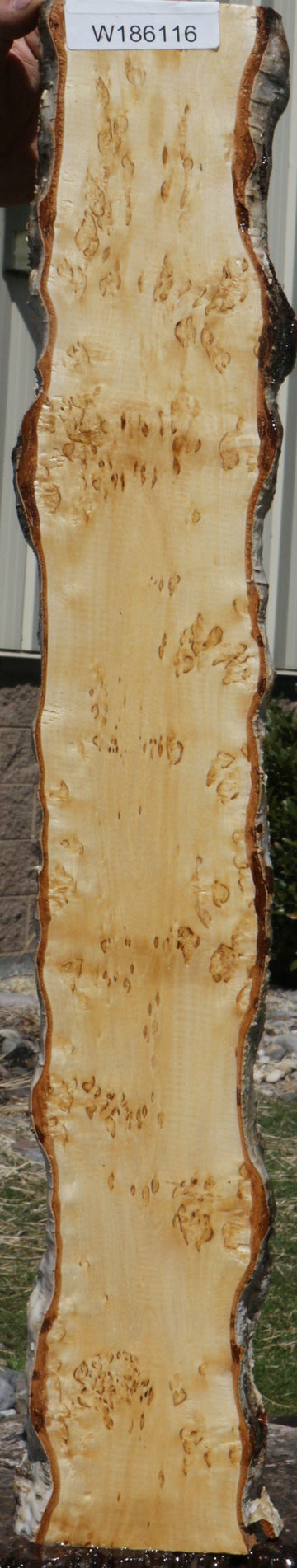 Masur Birch – Cook Woods