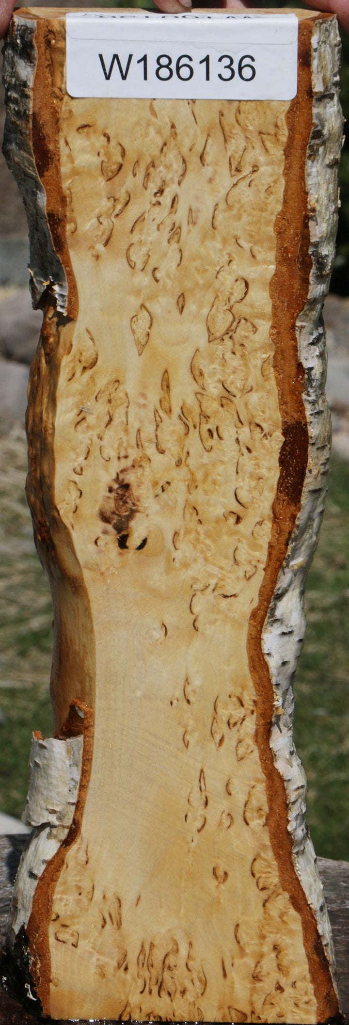 Masur Birch – Cook Woods