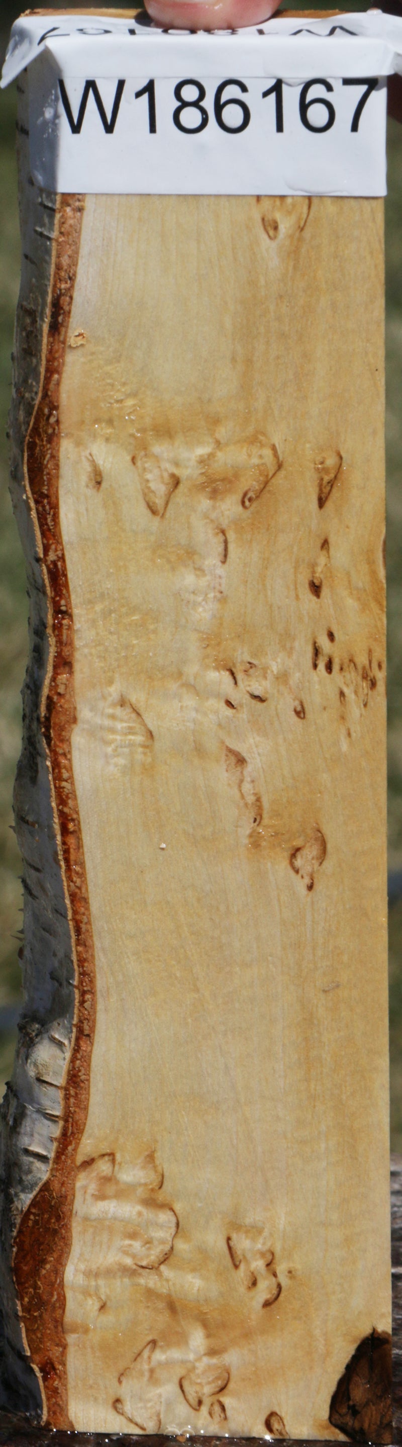 Masur Birch – Cook Woods